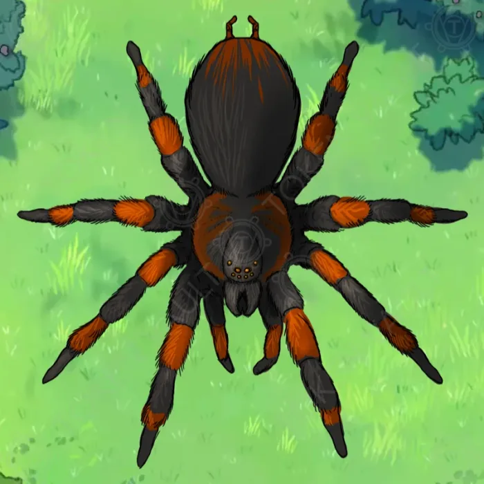 Spider (Tarantula) - The Token Vault