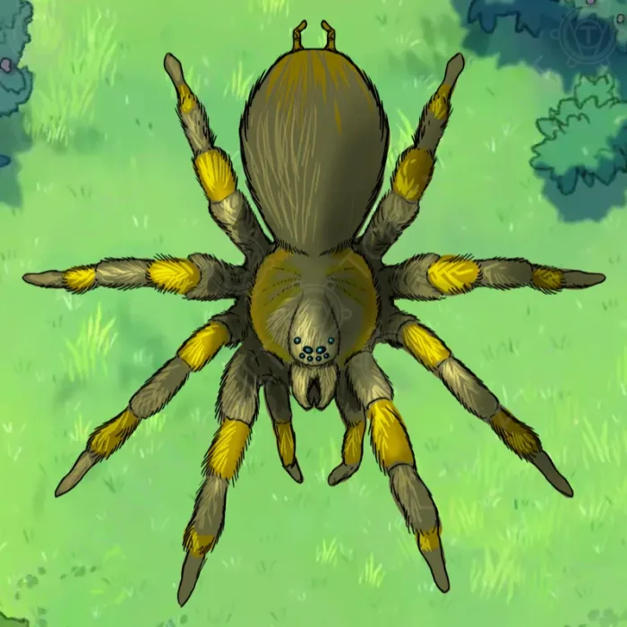 Spider (Tarantula) - The Token Vault